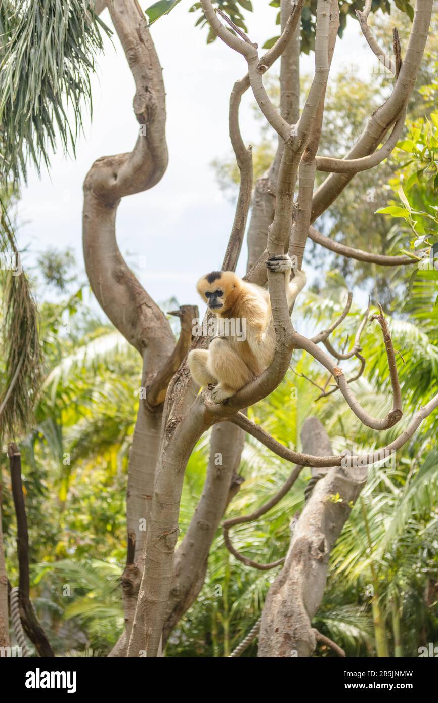 blonde monkey in a tree in nature Stock Photo - Alamy