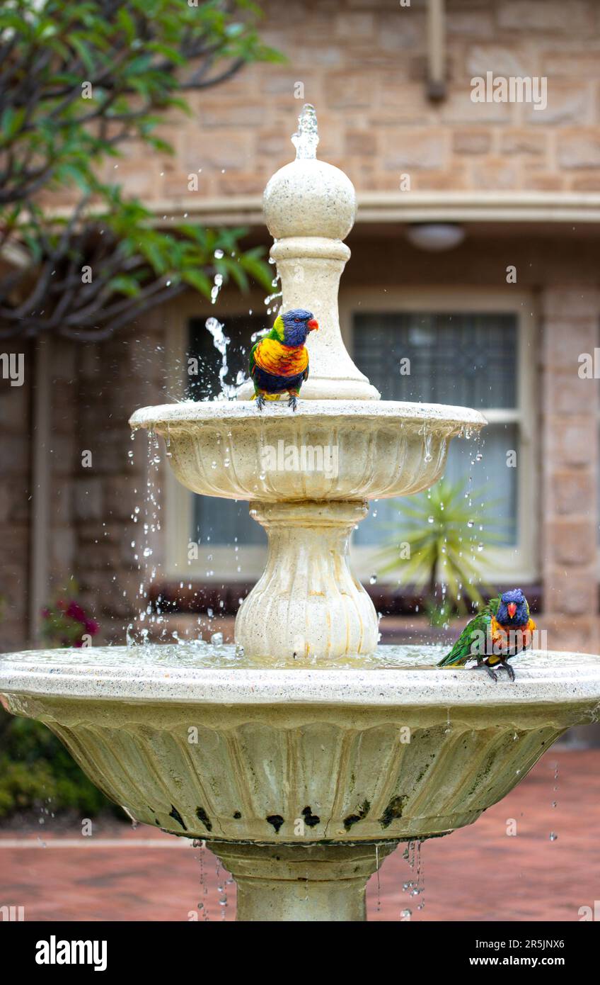 Birds washing themselves hi-res stock photography and images - Alamy