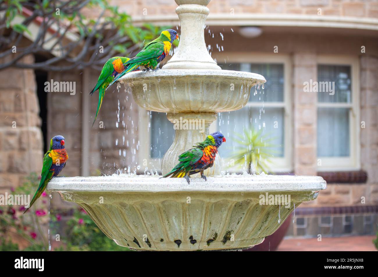 Rainbow Lorikeets washing themselves in a bird bath Stock Photo - Alamy