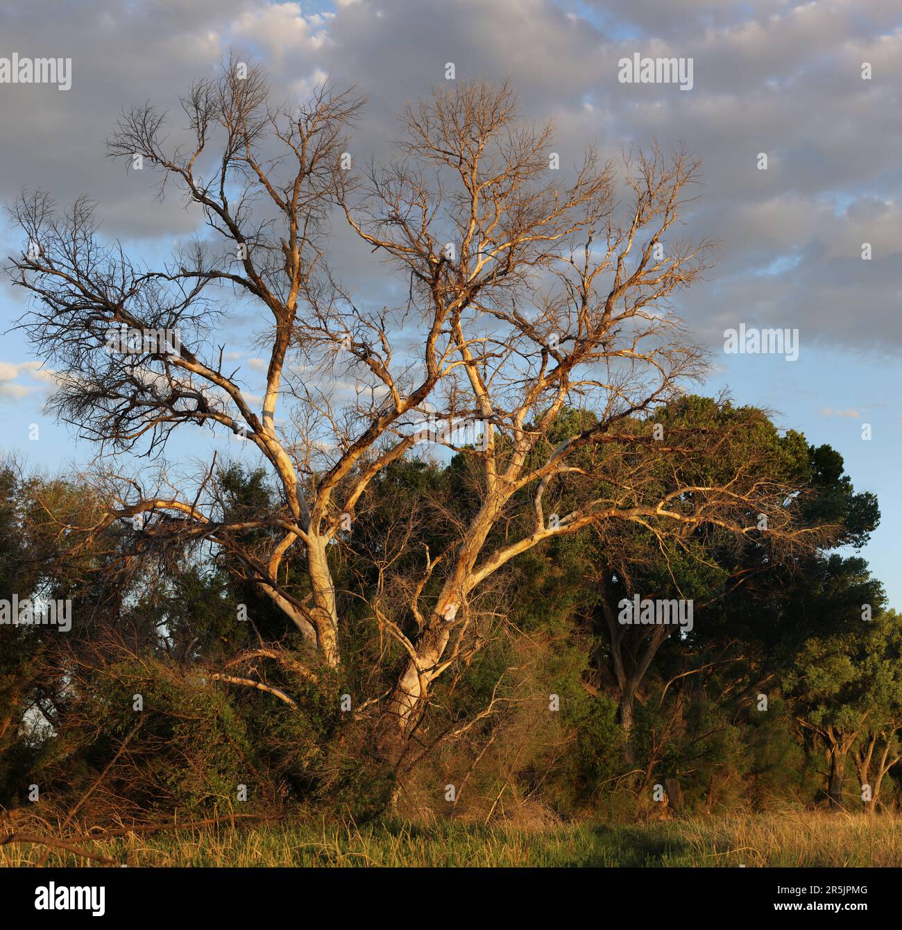 Riparian area hi-res stock photography and images - Alamy