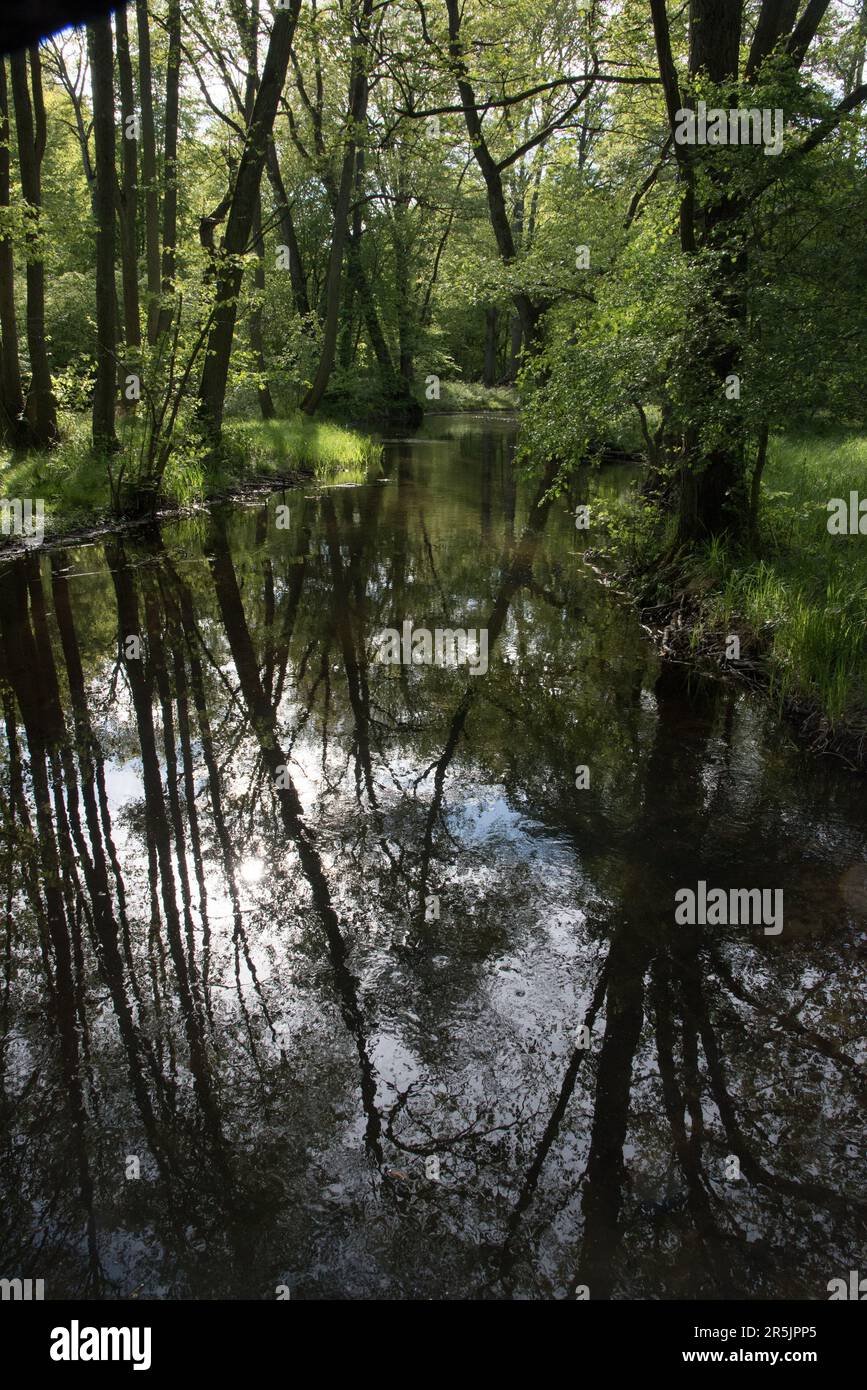 Küstriner Bach is a small river running through natural common beech ...