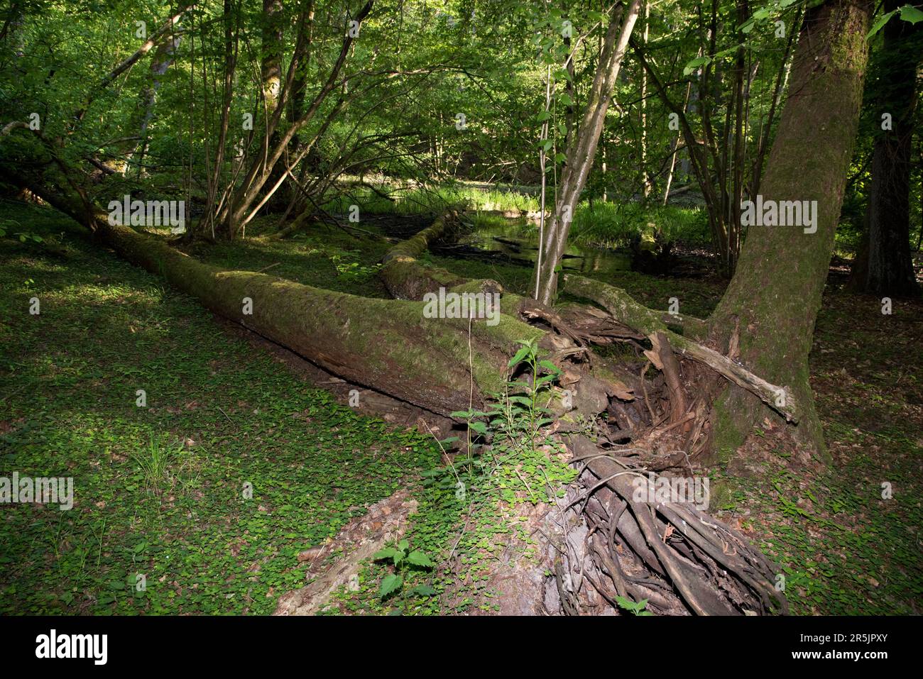 Küstriner Bach is a small river running through natural common beech ...