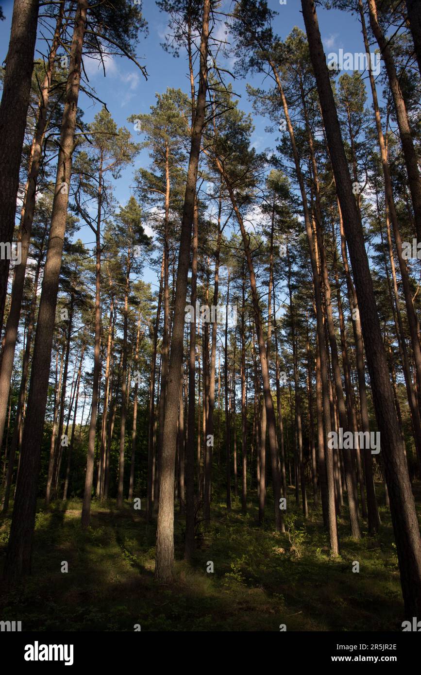 pine tree cultures in Uckermark district in Brandenburg in Germany ...