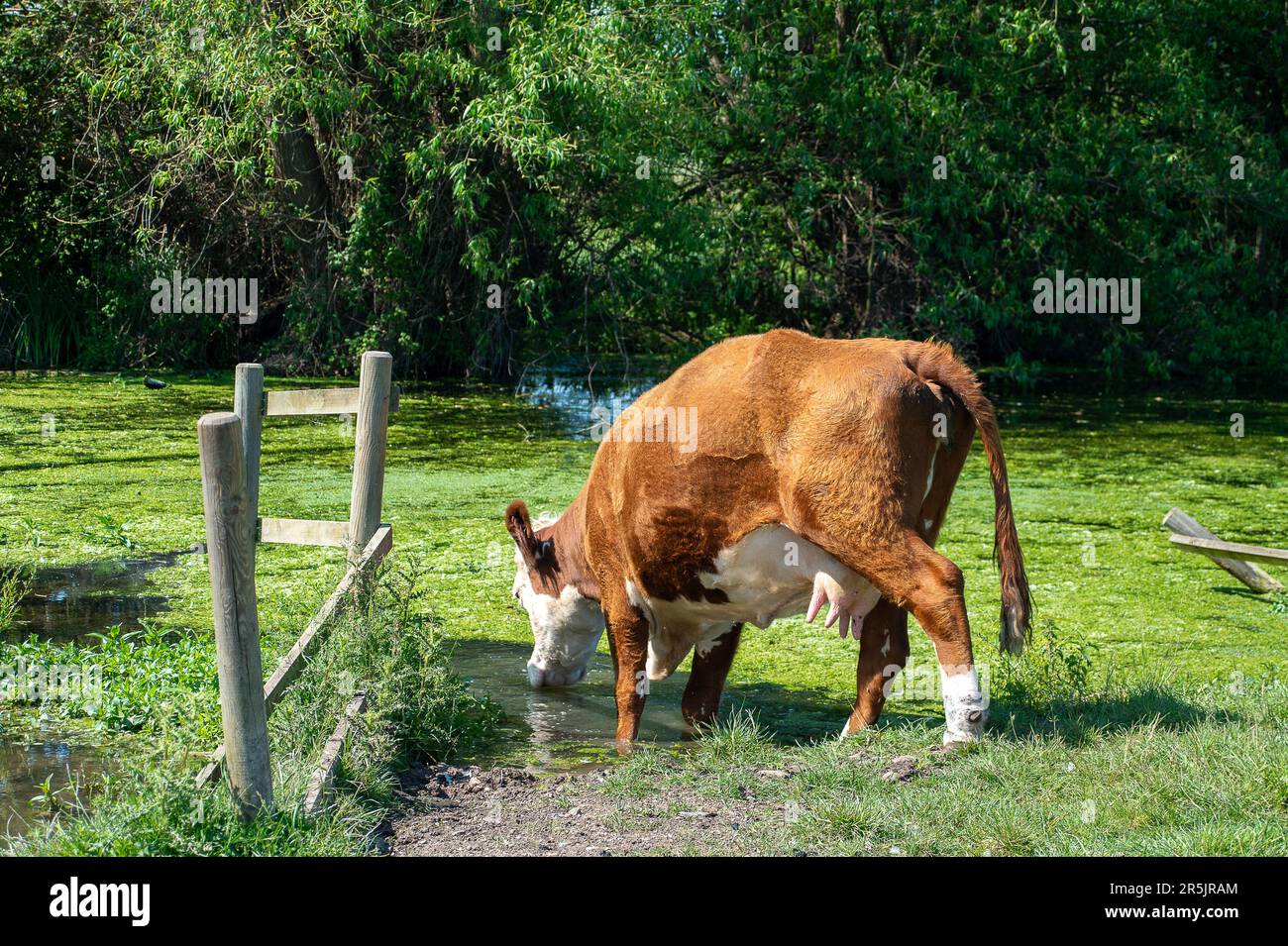 Dorney, Bucknghamshire, UK. 4th June, 2023. A cow drinks from Roundmoor ...