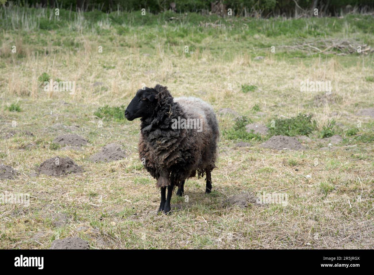 domestic sheep in Briesen in Uckermark county in Northeastern Germany ...