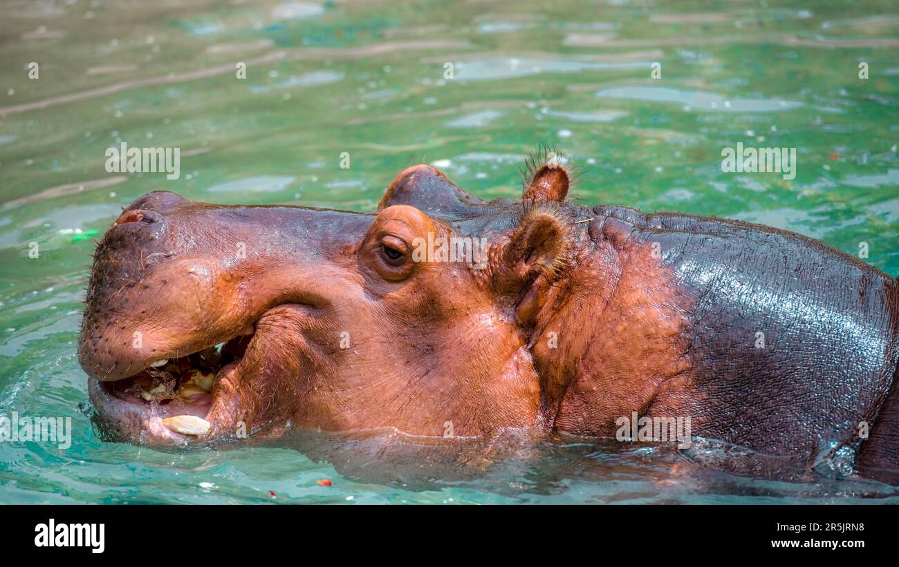 Side view of hippo hi-res stock photography and images - Alamy