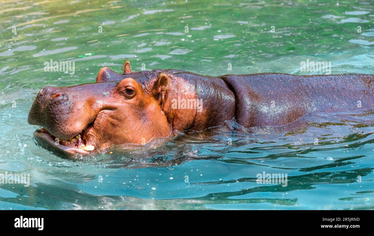 Common hippopotamus amphibius hippo hi-res stock photography and images ...