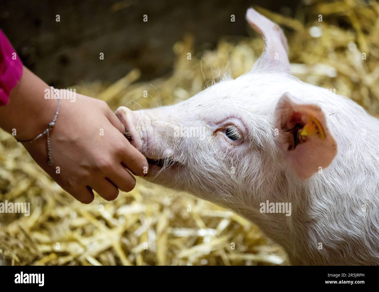 HOOGELOON - A girl cuddles with a piglet in the stable of organic ...