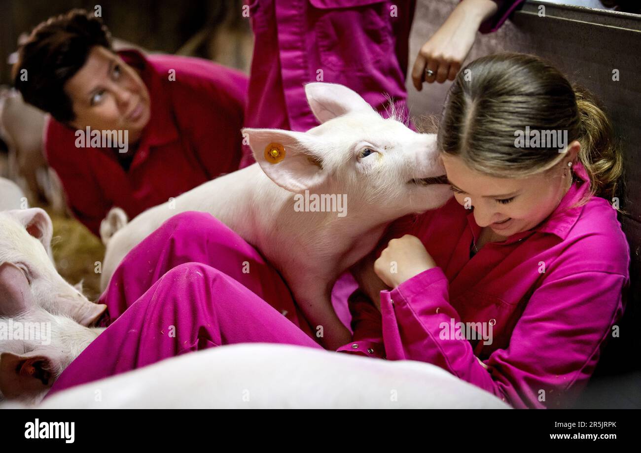 HOOGELOON - A girl cuddles with a piglet in the stable of organic ...