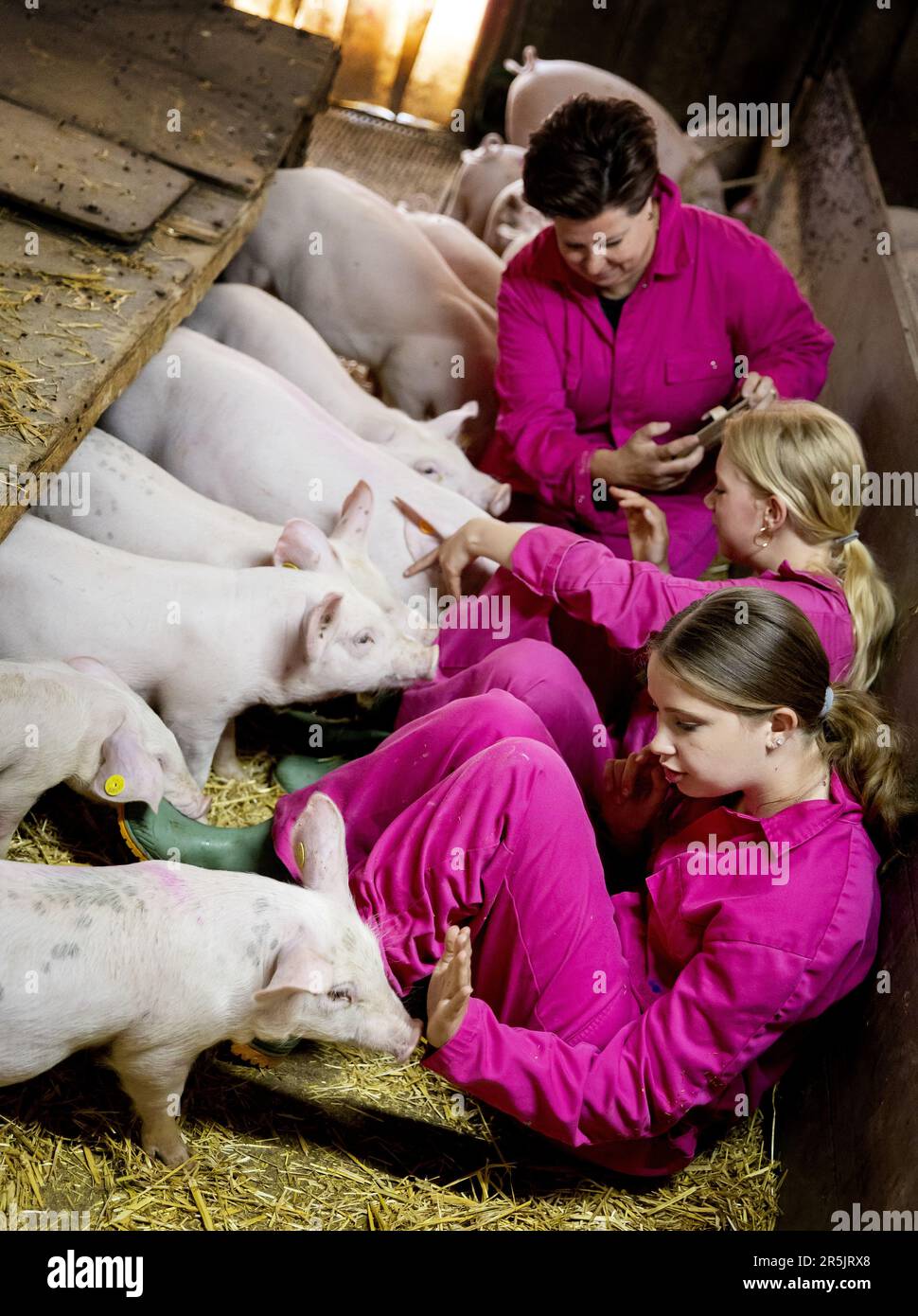 HOOGELOON - A girl cuddles with a piglet in the stable of organic ...