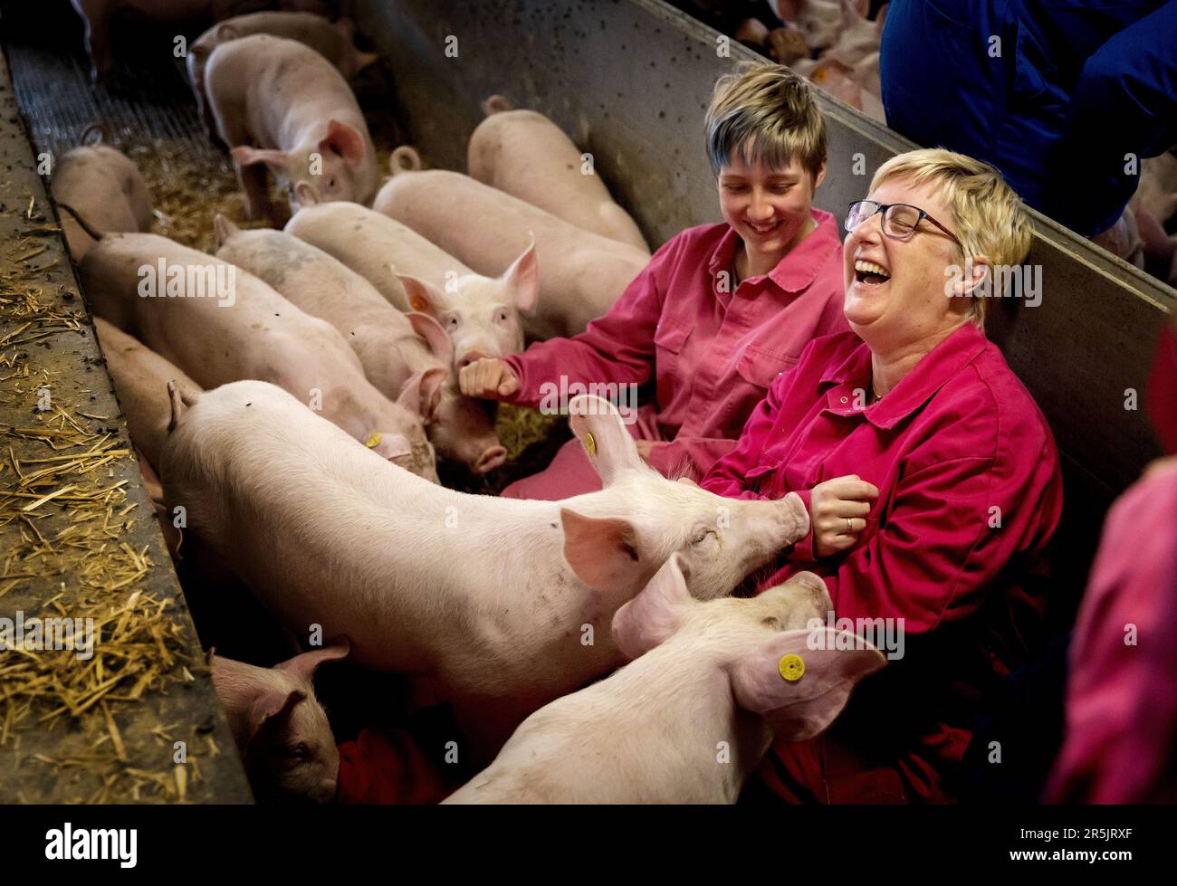 Varkenknuffelen hi-res stock photography and images - Alamy