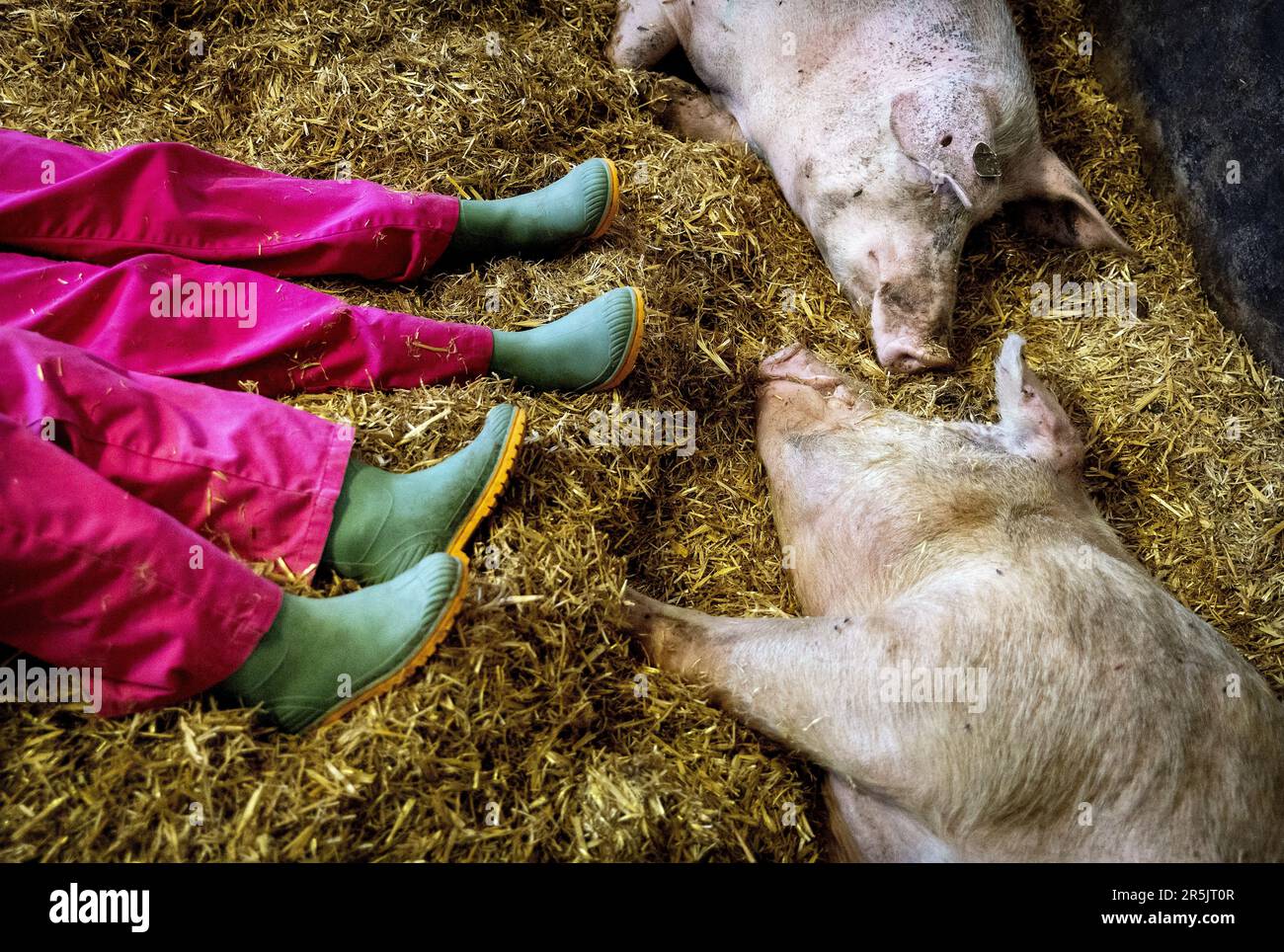 HOOGELOON - Two girls cuddle with a sow in the stable of organic ...