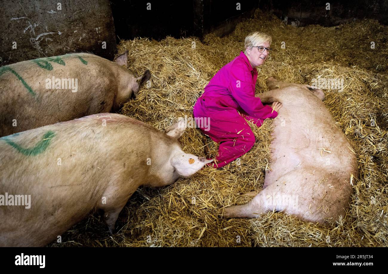 HOOGELOON - A woman cuddles with a sow in the stable of organic company ...