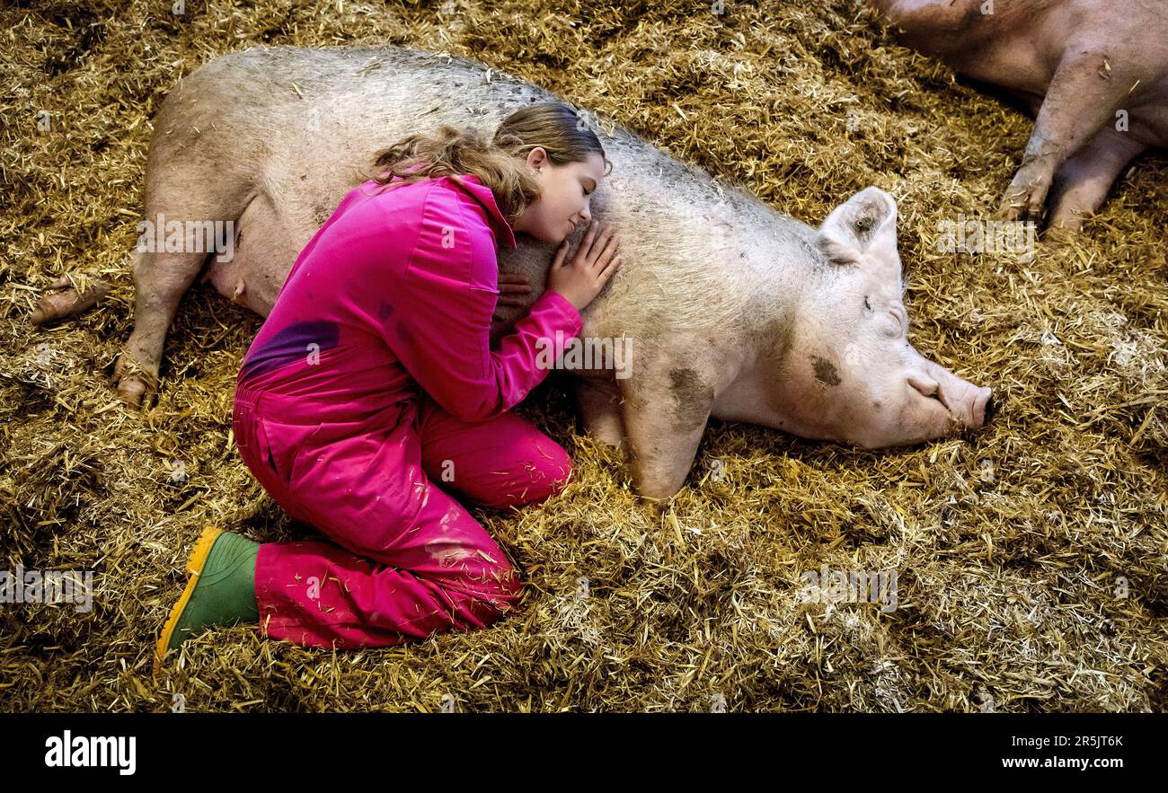 HOOGELOON - A girl cuddles with a sow in the stable of organic company ...