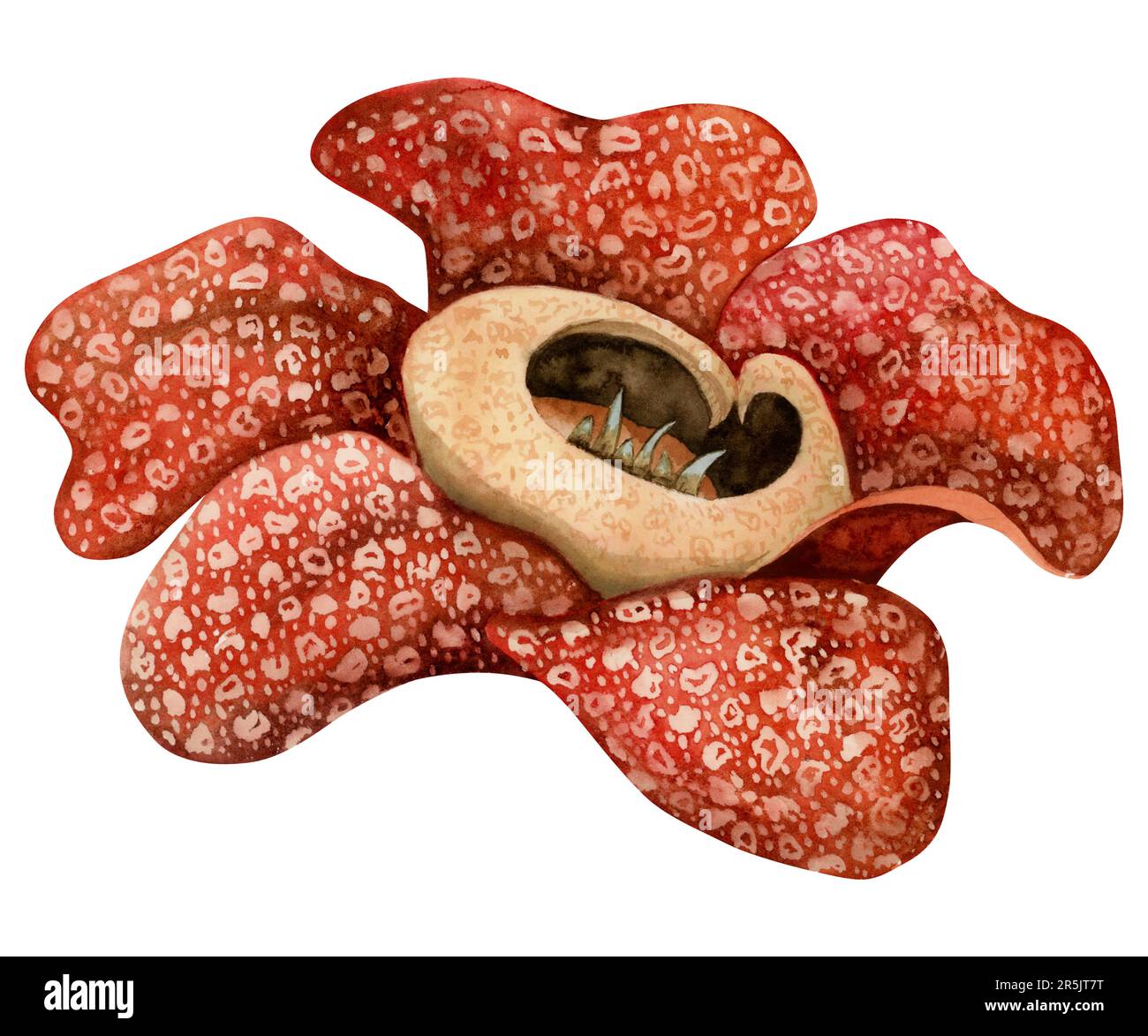 Rafflesia tropical flower watercolor botanical illustration on white ...