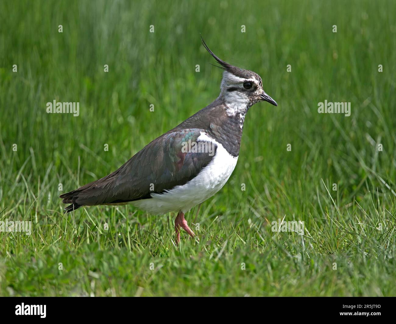 Female northern lapwing standing Stock Photo - Alamy