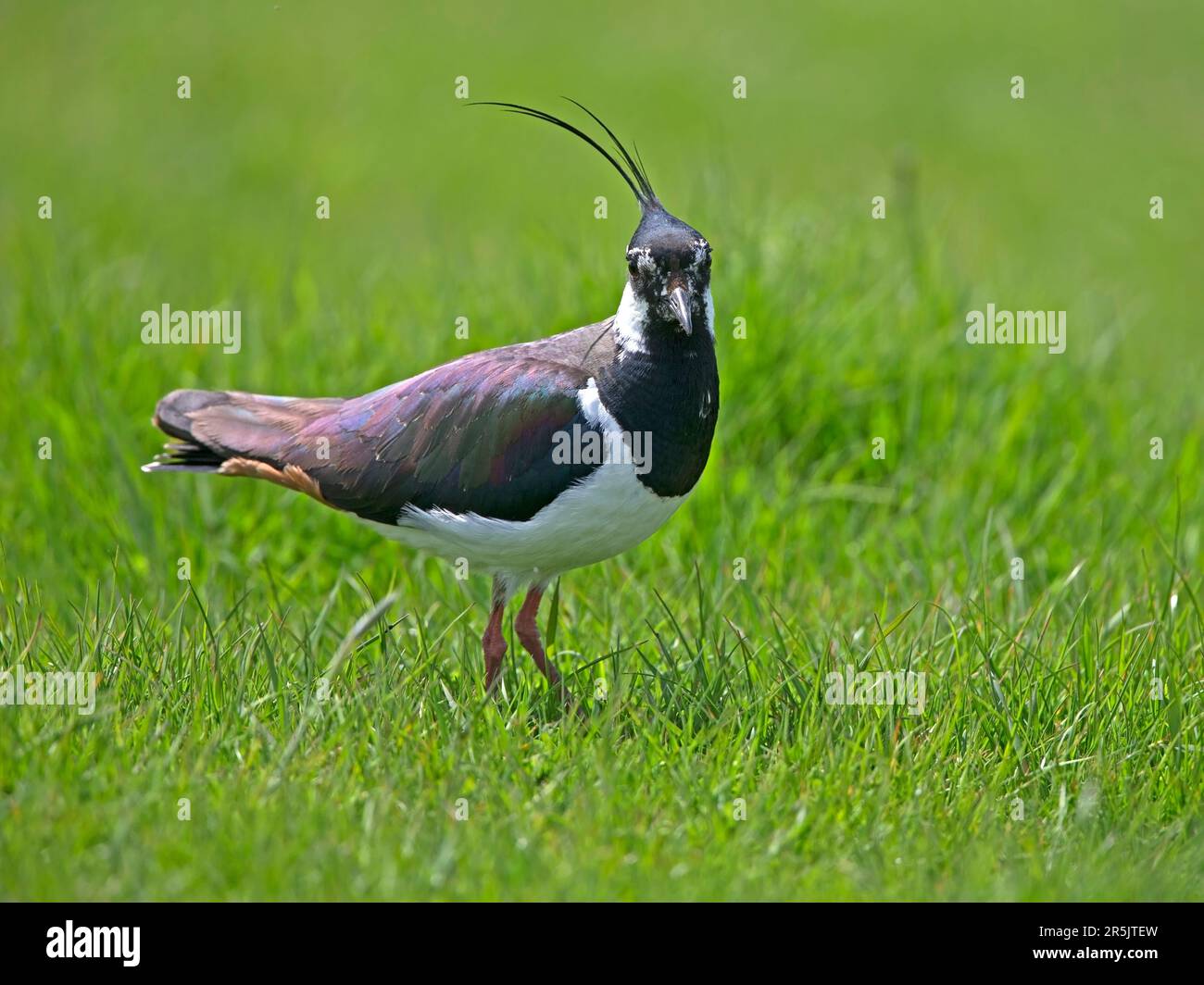 Male northern lapwing standing Stock Photo - Alamy