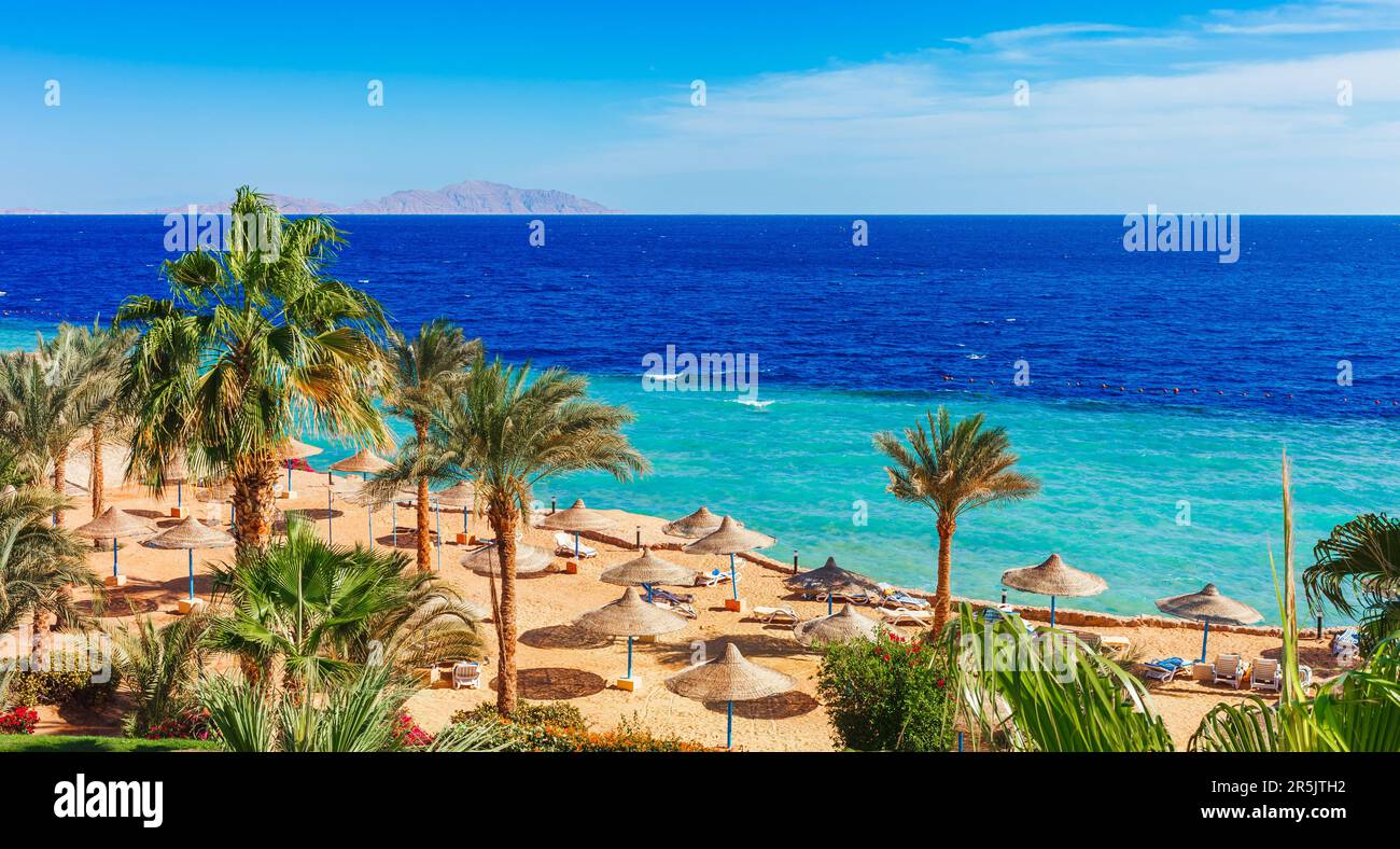 Beach and palm trees on Red Sea in Sharm el Sheikh, Sinai, Egypt Stock ...