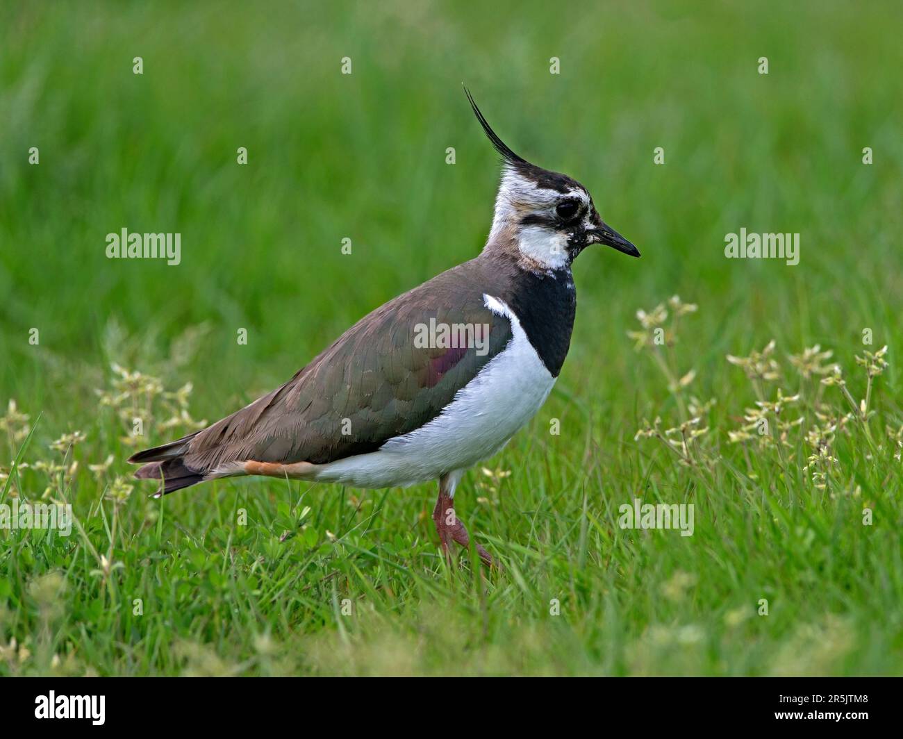 Female northern lapwing standing Stock Photo - Alamy