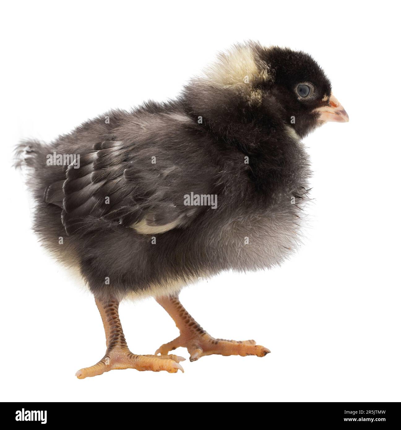Suspicious looking Dominique chicken chick isolated in a studio photo ...