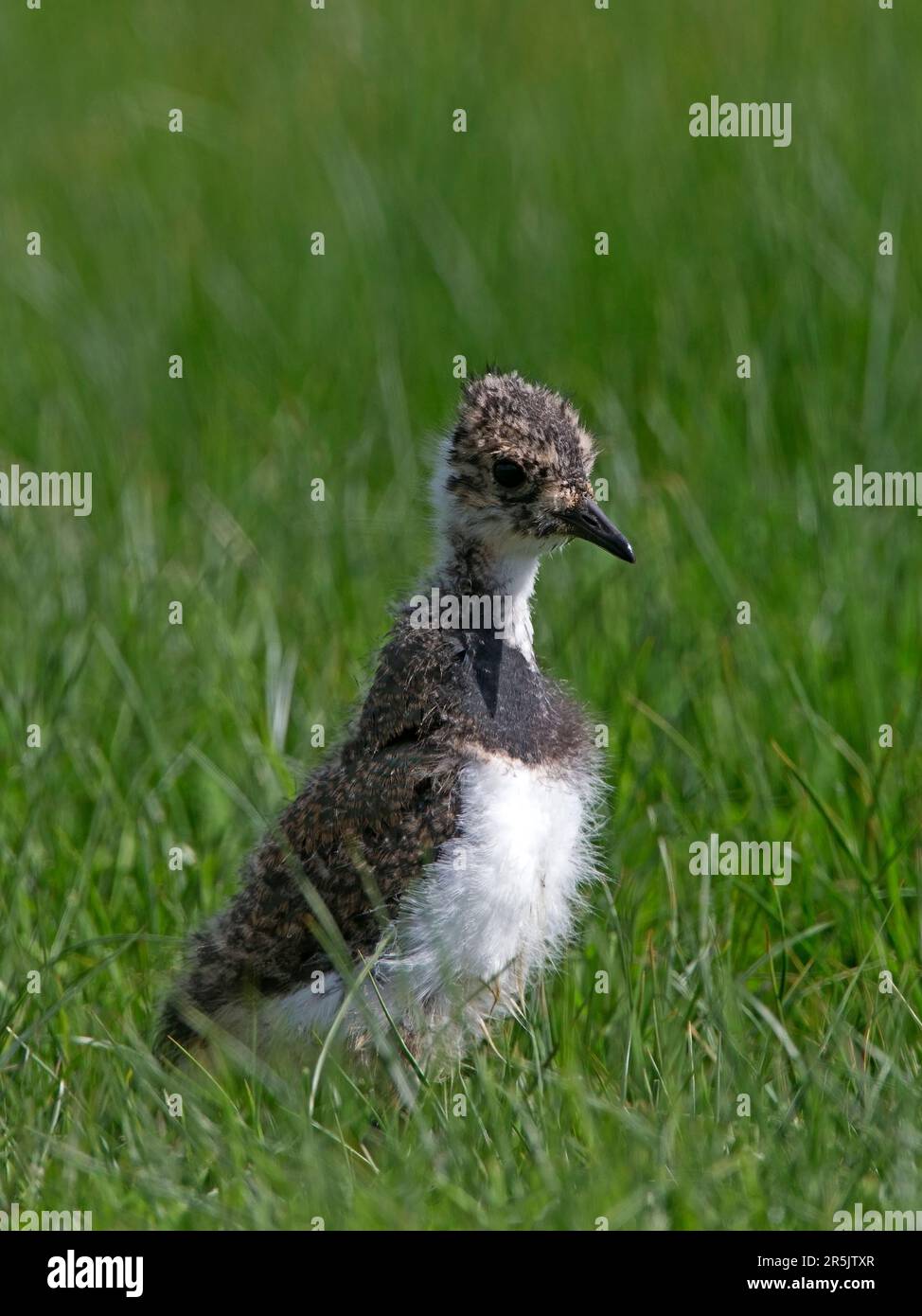Northern lapwing chick standing Stock Photo - Alamy