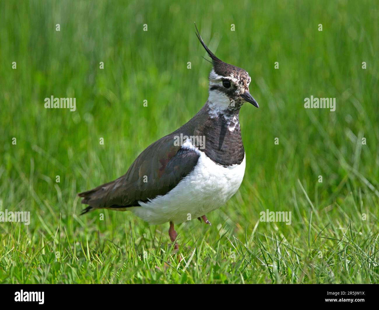 Female northern lapwing standing Stock Photo - Alamy