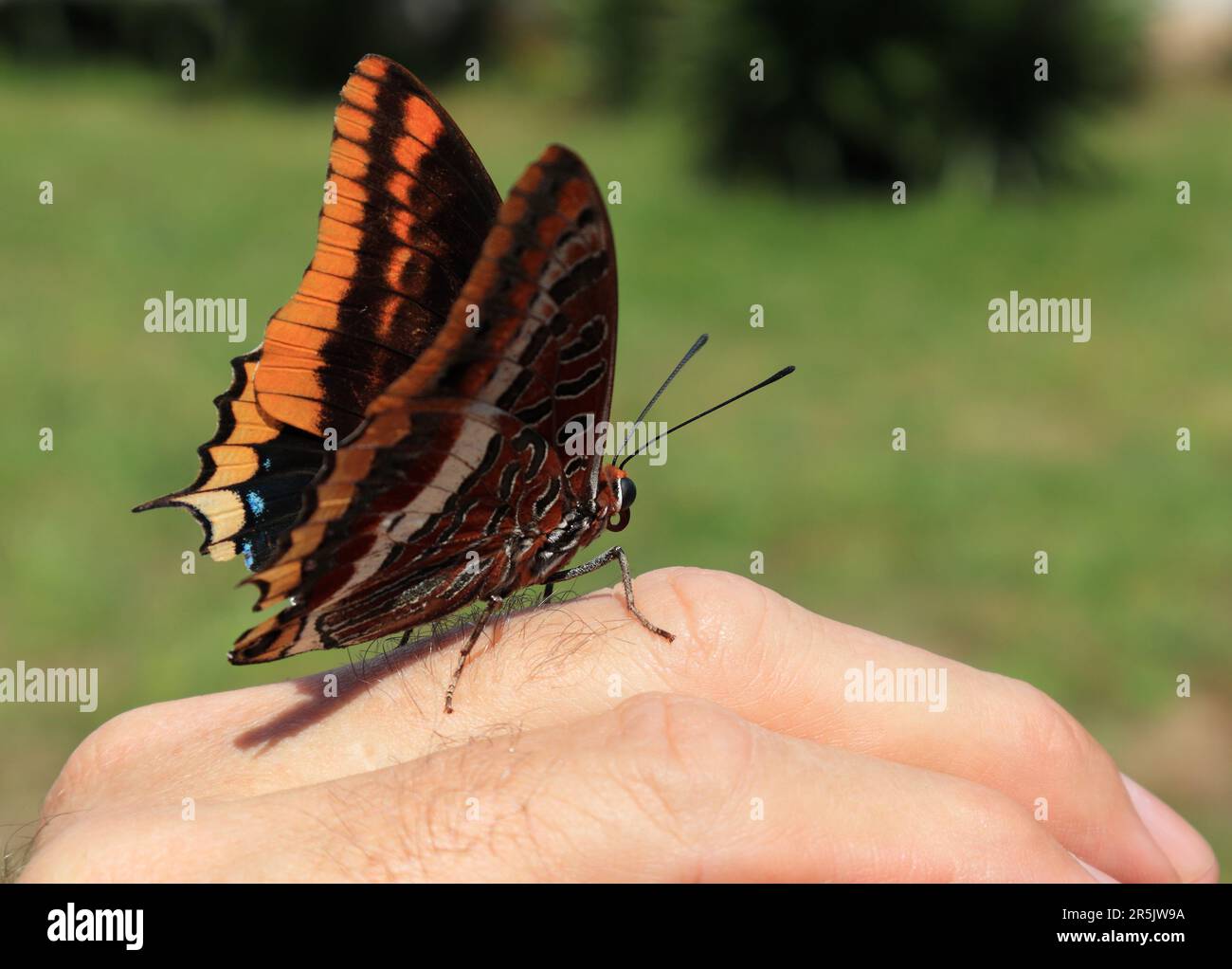 Excellent example of a Two-tailed pasha butterfly - Charaxes jasius ...