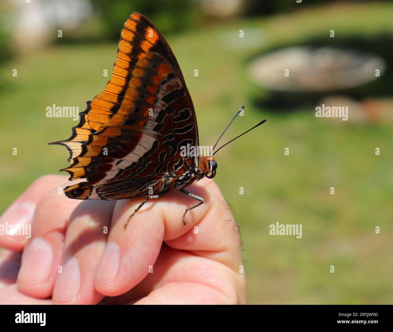 Excellent example of a Two-tailed pasha butterfly - Charaxes jasius ...