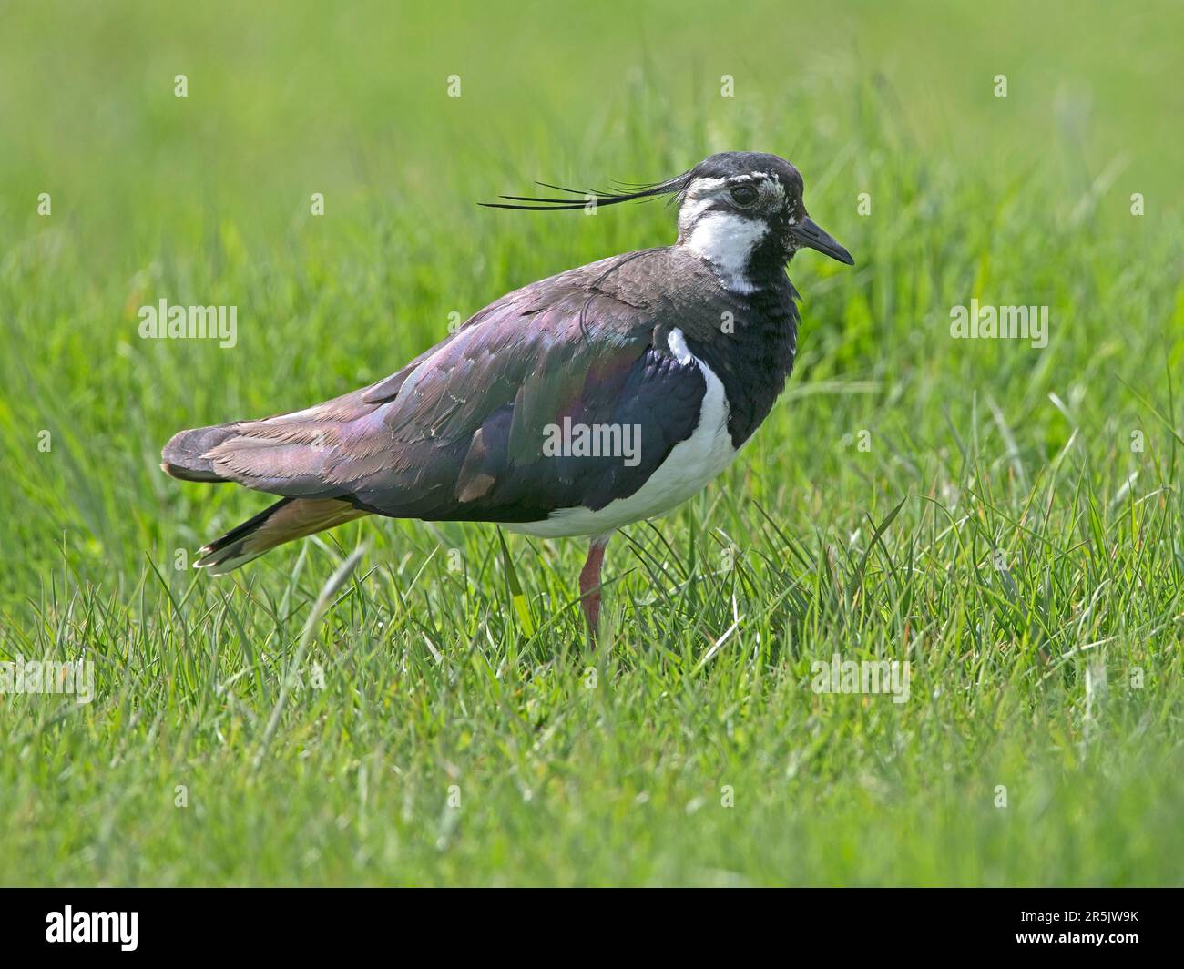 Male northern lapwing standing Stock Photo - Alamy