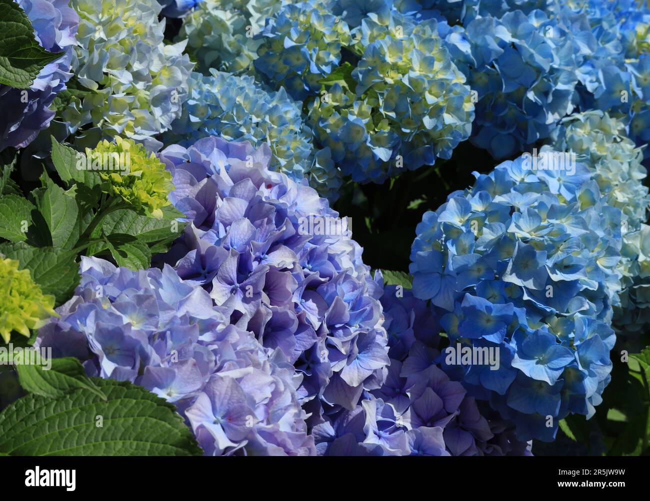 Blue Hydrangea or Hortensia - Hydrangea macrophylla bush in bloom ...