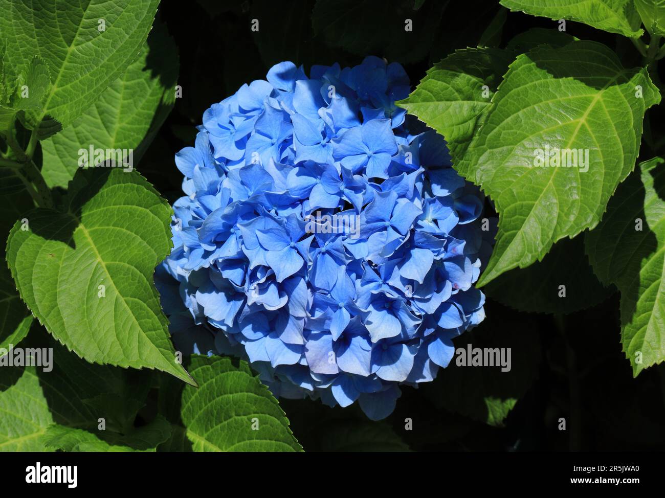 Blue Hydrangea or Hortensia - Hydrangea macrophylla bush in bloom ...