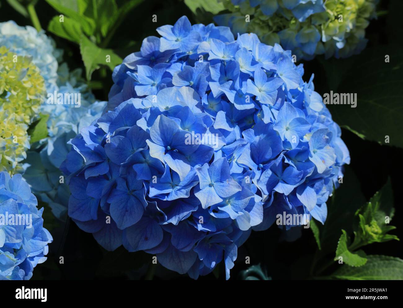 Blue Hydrangea or Hortensia - Hydrangea macrophylla bush in bloom ...