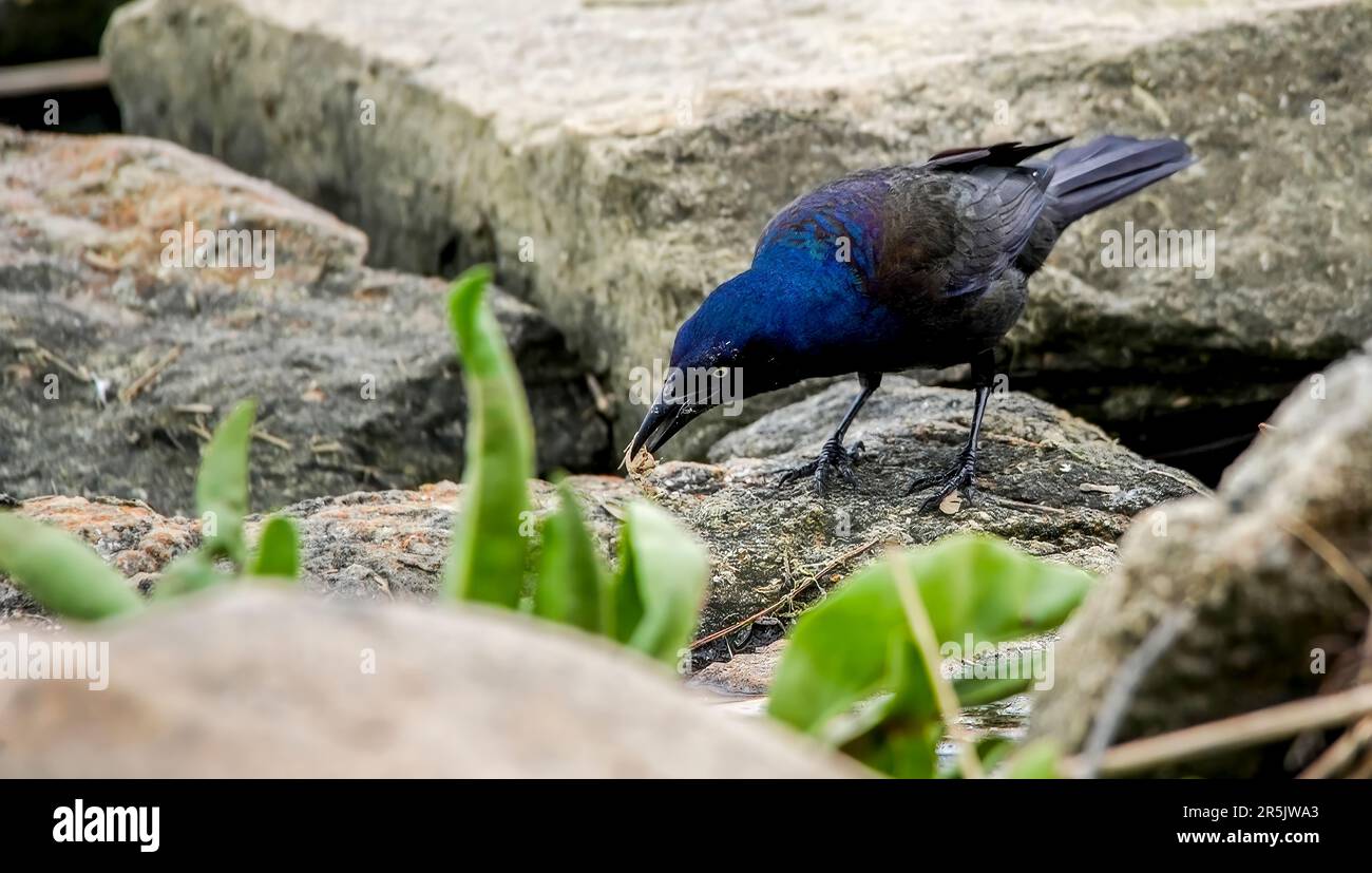 Common grackle eating small carab near water Stock Photo - Alamy
