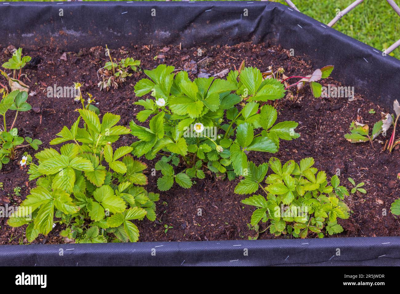 Close up view of blooming strawberry plants in pallets collar. Sweden ...