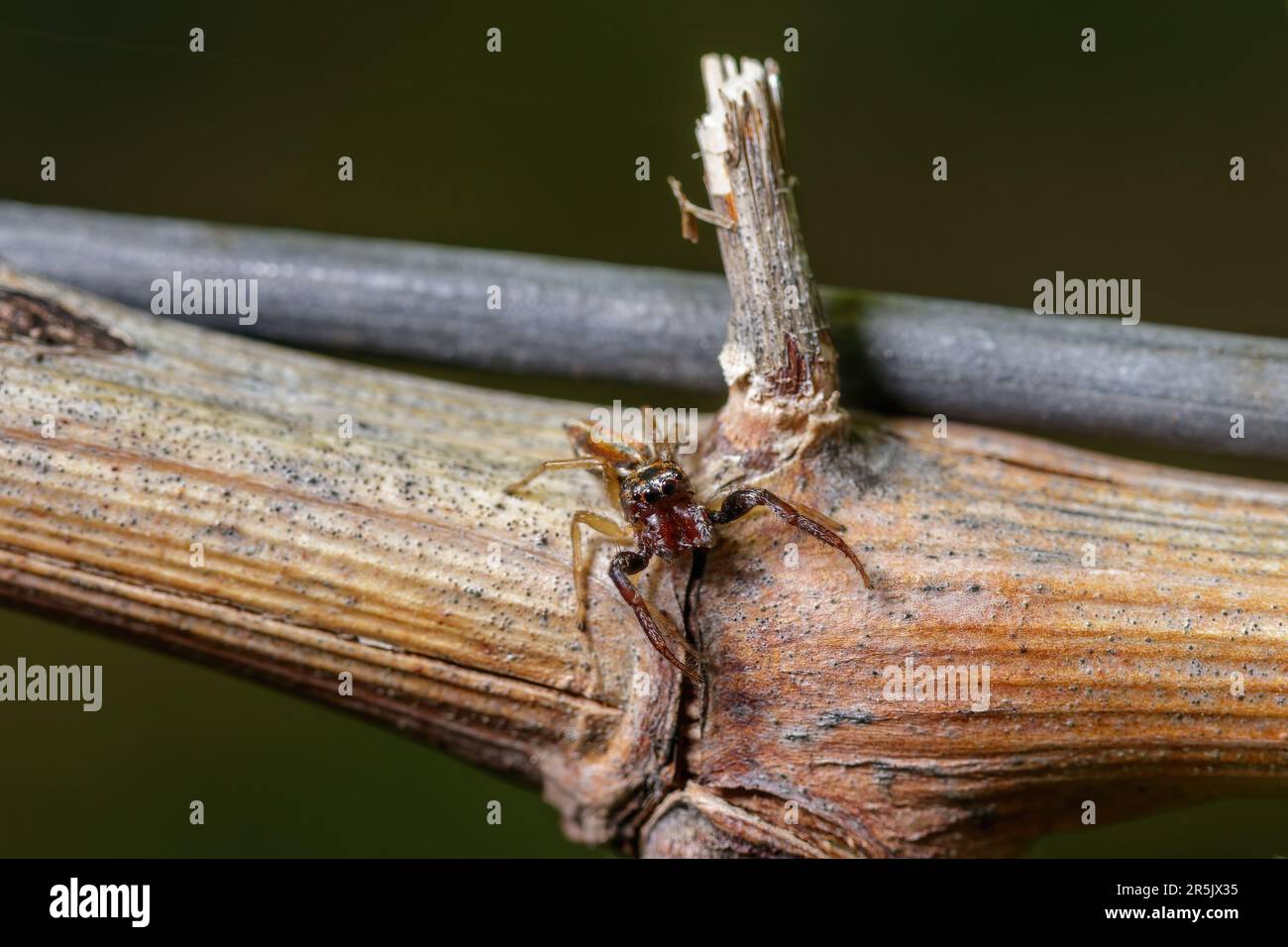 A macro of a spider on a vine Stock Photo - Alamy