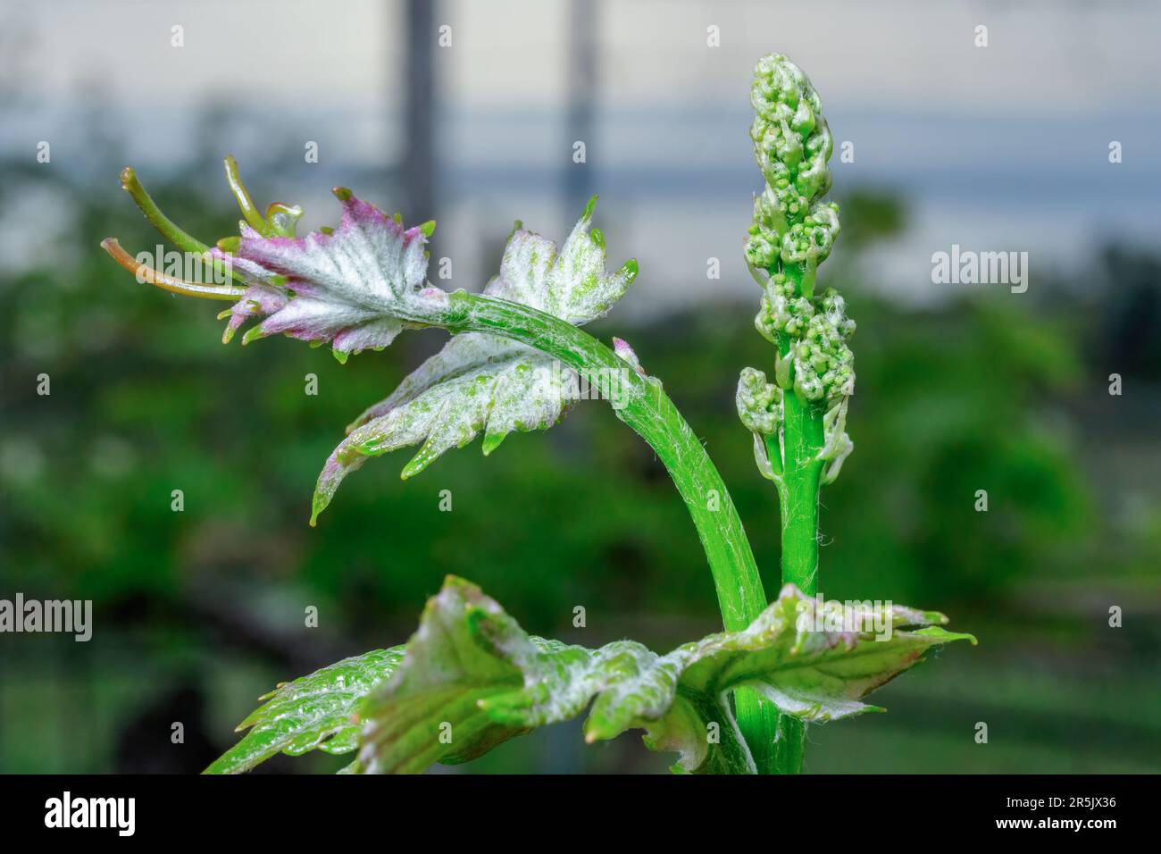 A very colorful vine shoot in spring Stock Photo - Alamy