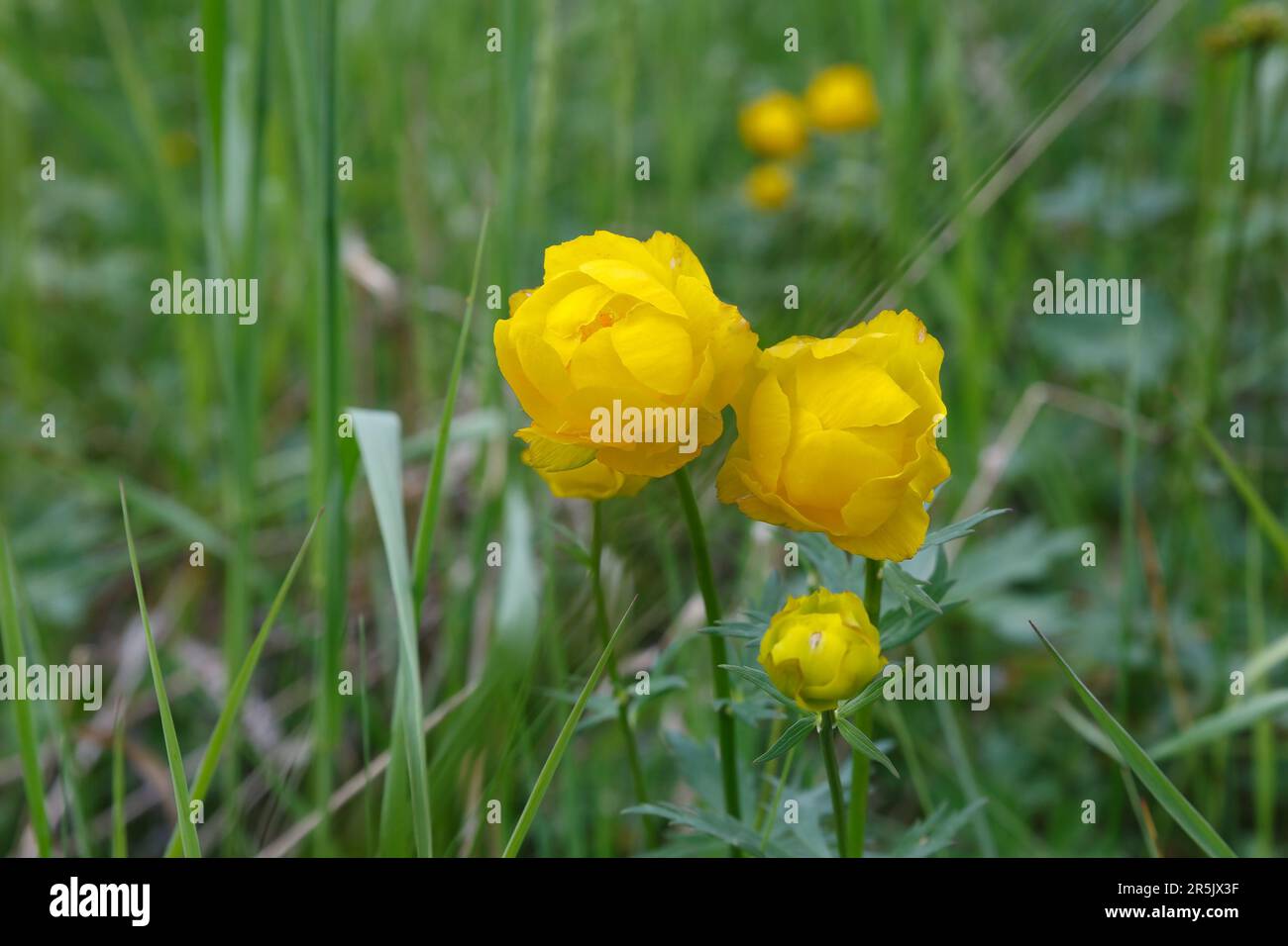 Yellow Trollius europaeus. The common name of some species is ...