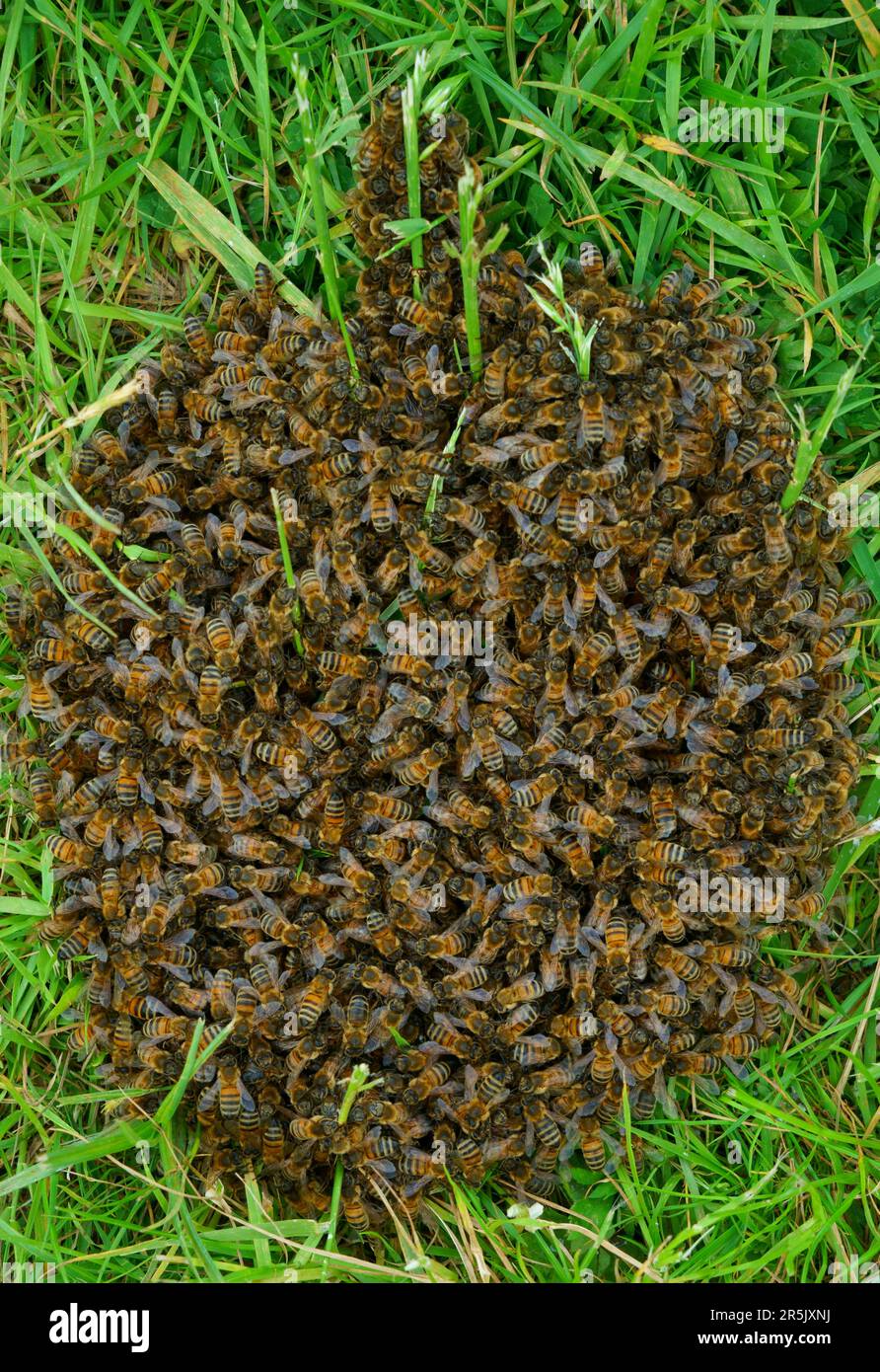 Bee and grass hi-res stock photography and images - Alamy