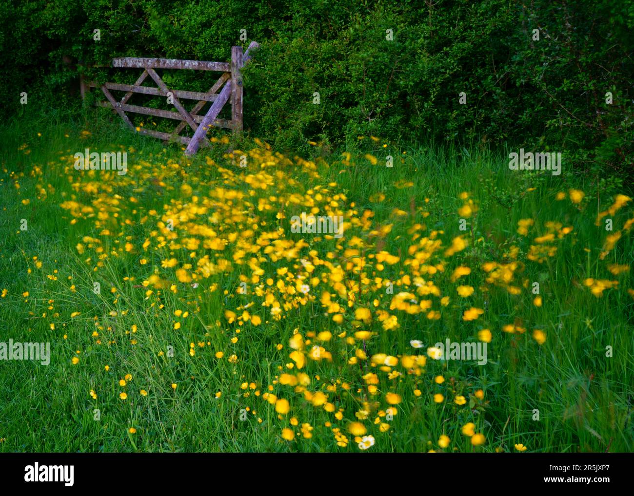 Buttercup landscape hi-res stock photography and images - Alamy