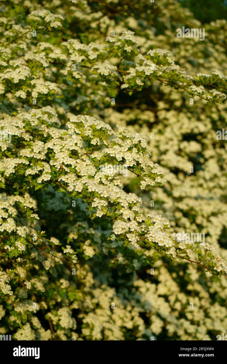 Blossom tree flowers hi-res stock photography and images - Alamy