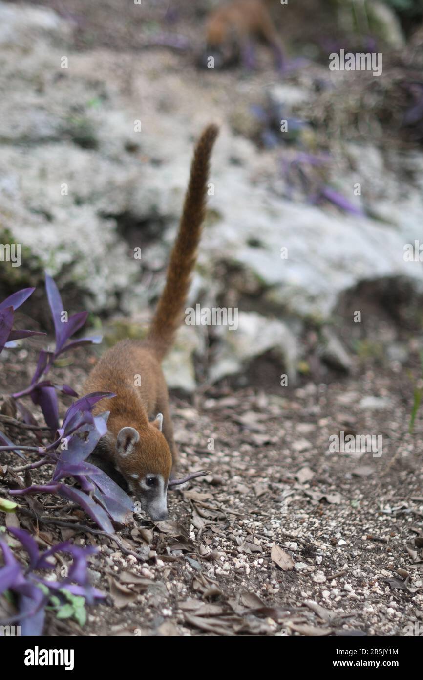 White nosed coati coatimundi hi-res stock photography and images - Alamy