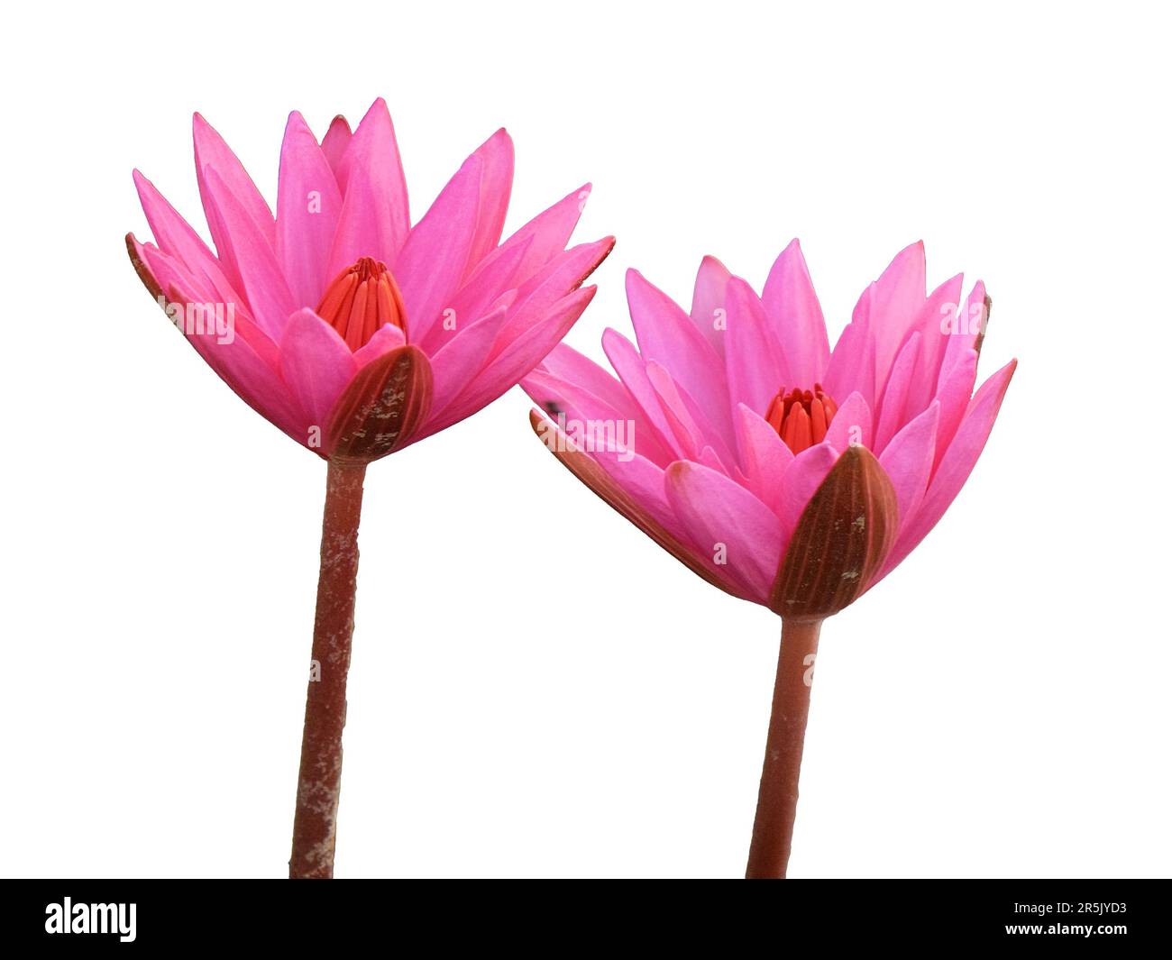 Delicate pink lotus flowers Cut Out Stock Images & Pictures - Alamy