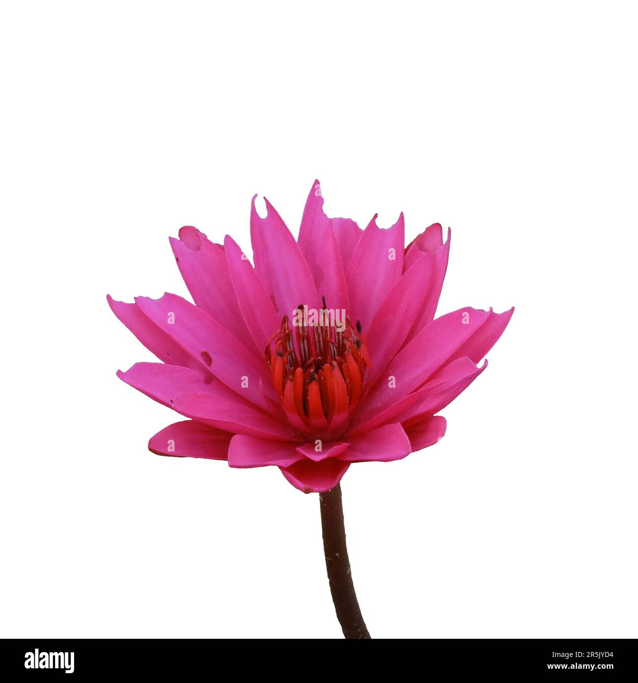 Single blooming pink lotus flower captured in an isolated, detailed ...