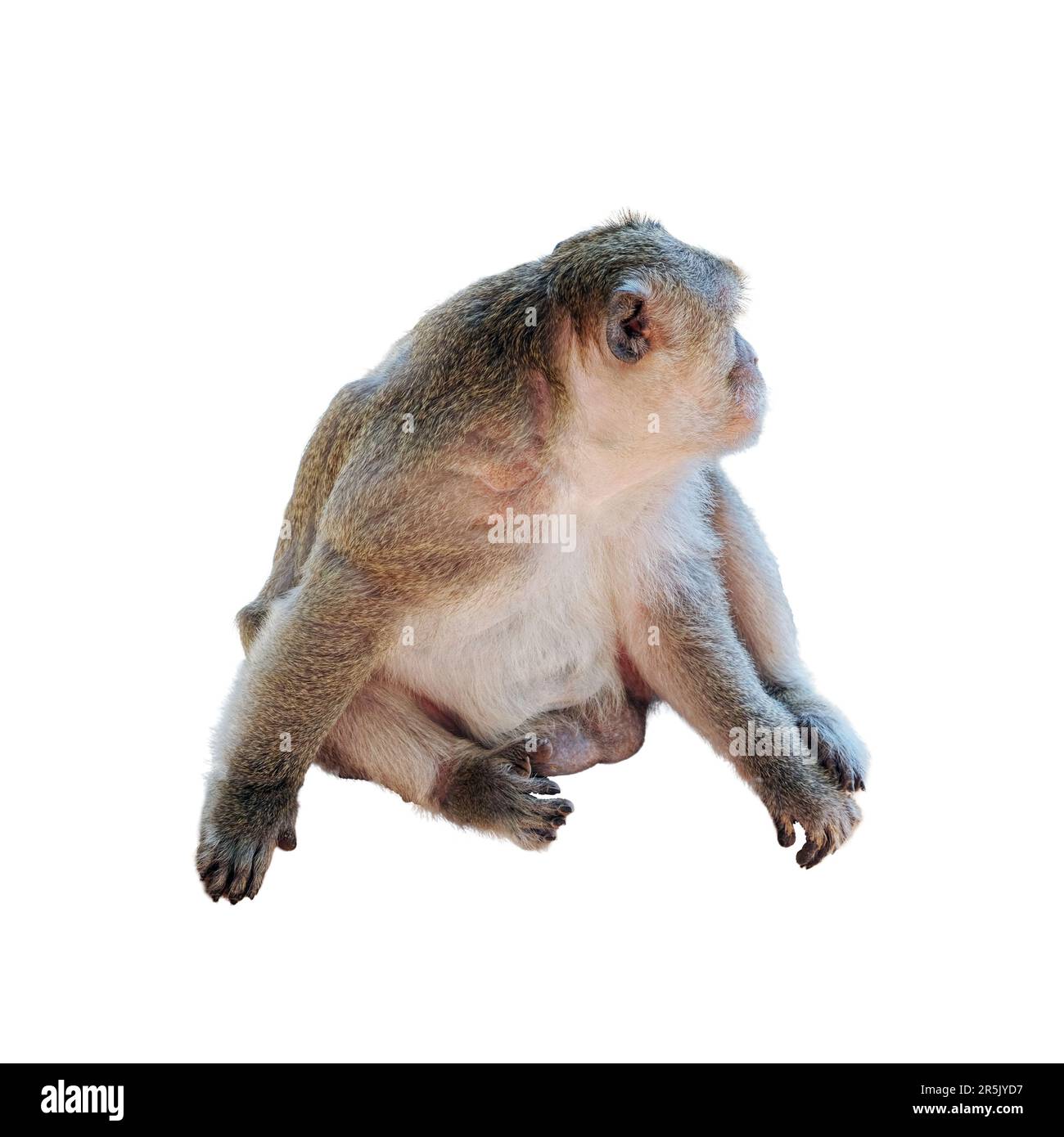 One cute fluffy monkey, primate, isolated image Stock Photo - Alamy