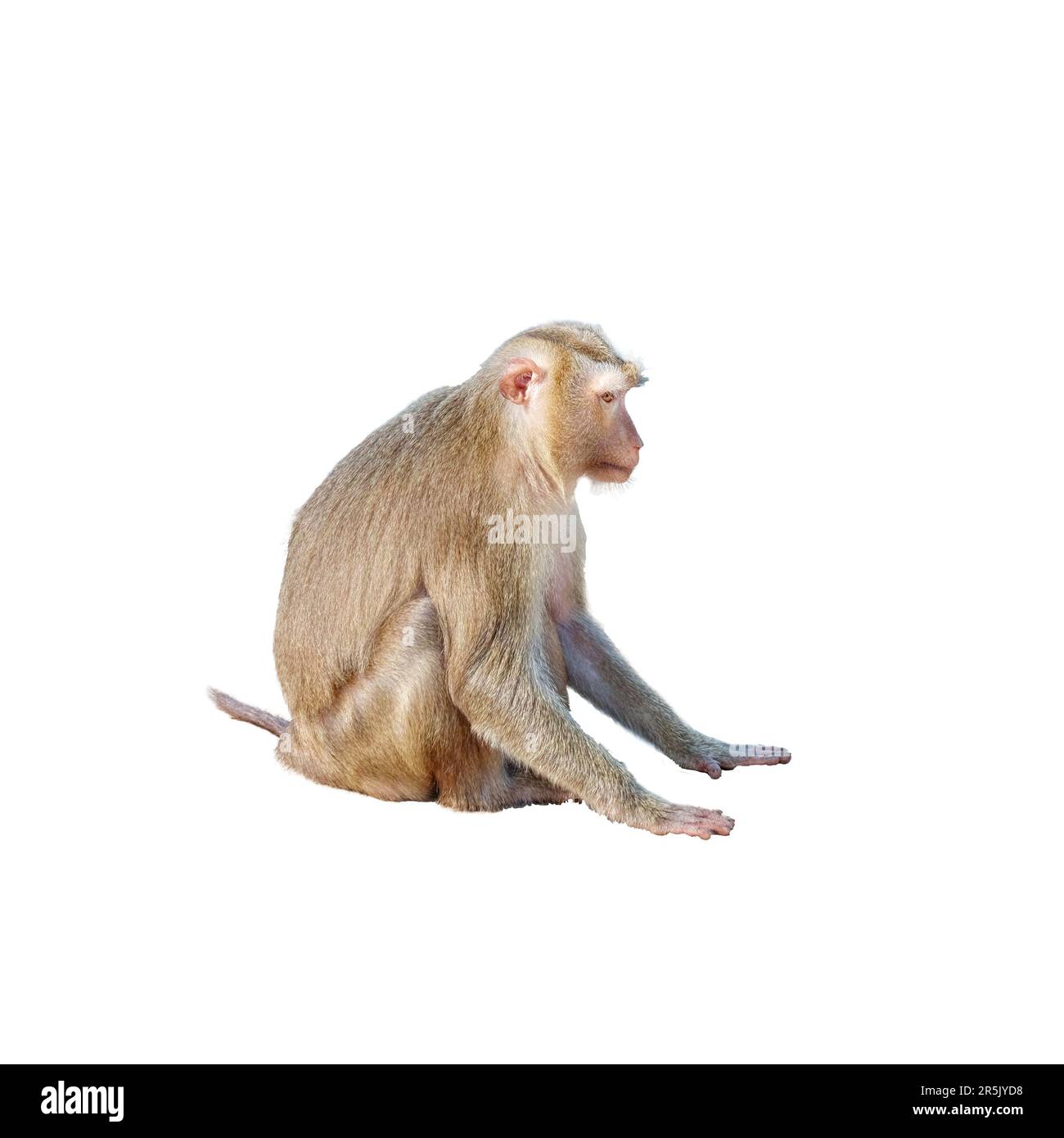 One cute fluffy monkey sitting, primate, isolated image Stock Photo - Alamy