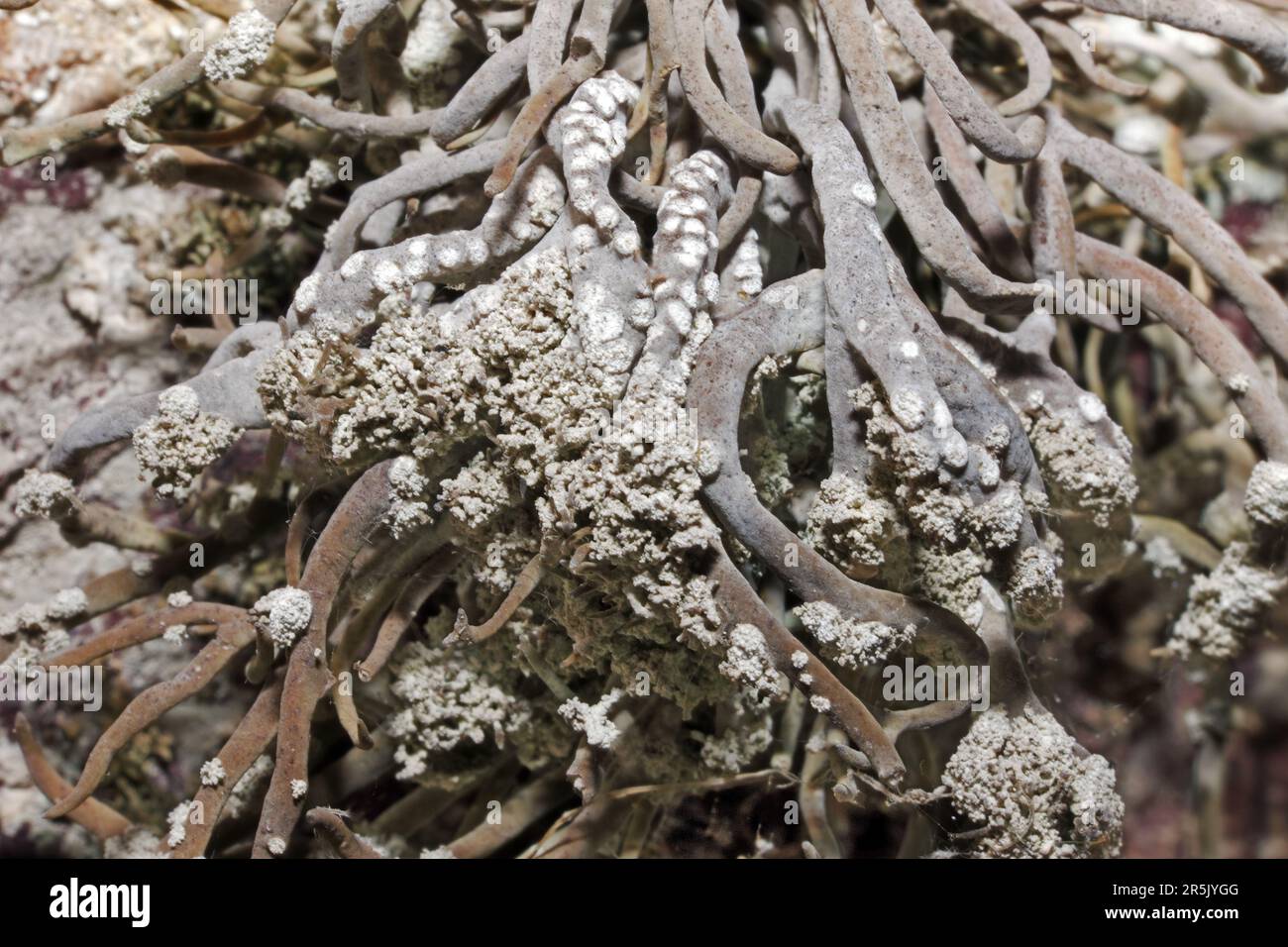 Roccella phycopsis is fruticose lichen of dry, vertical coastal rocks ...