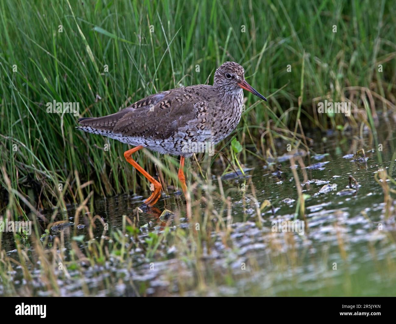 Common redshank in Summer plumage standing in water Stock Photo - Alamy