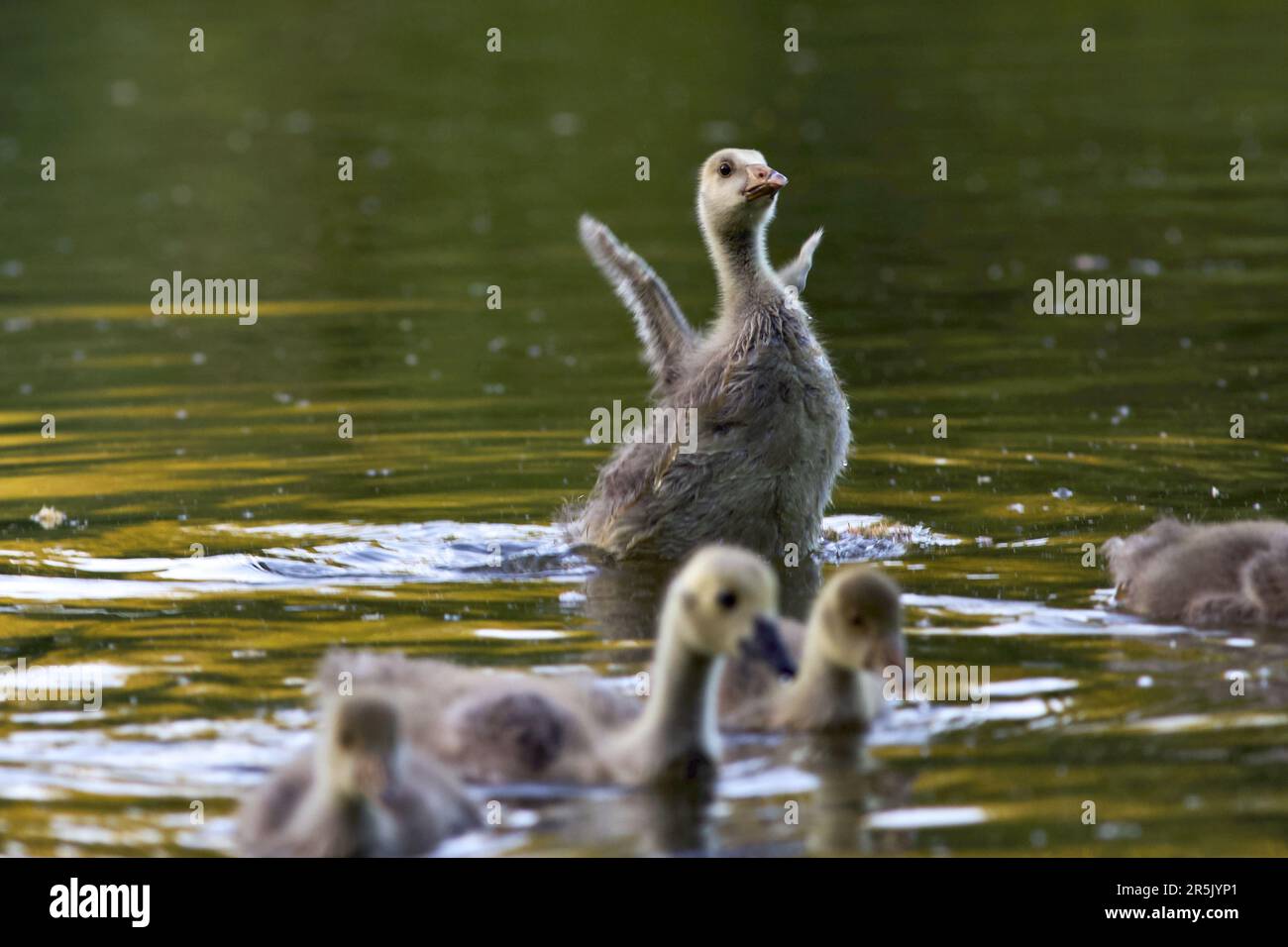 baby geese spreading wings Stock Photo - Alamy