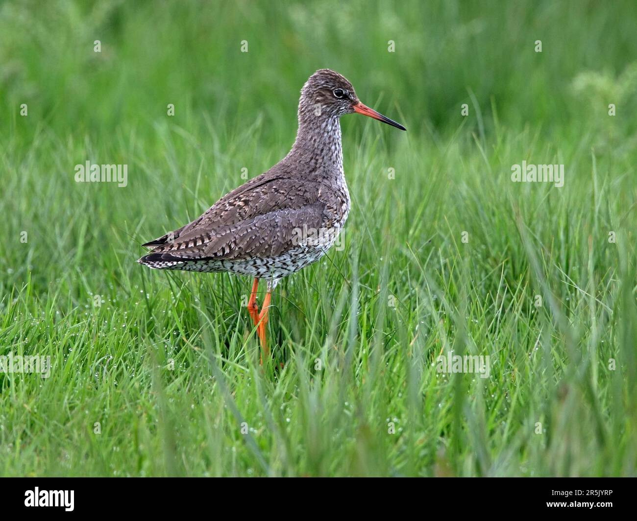 Common redshank in Summer plumage standing Stock Photo - Alamy