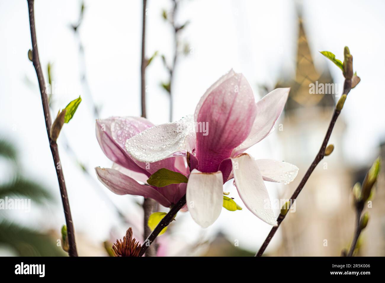 Blooming beautiful Magnolia tree in the nature Stock Photo - Alamy